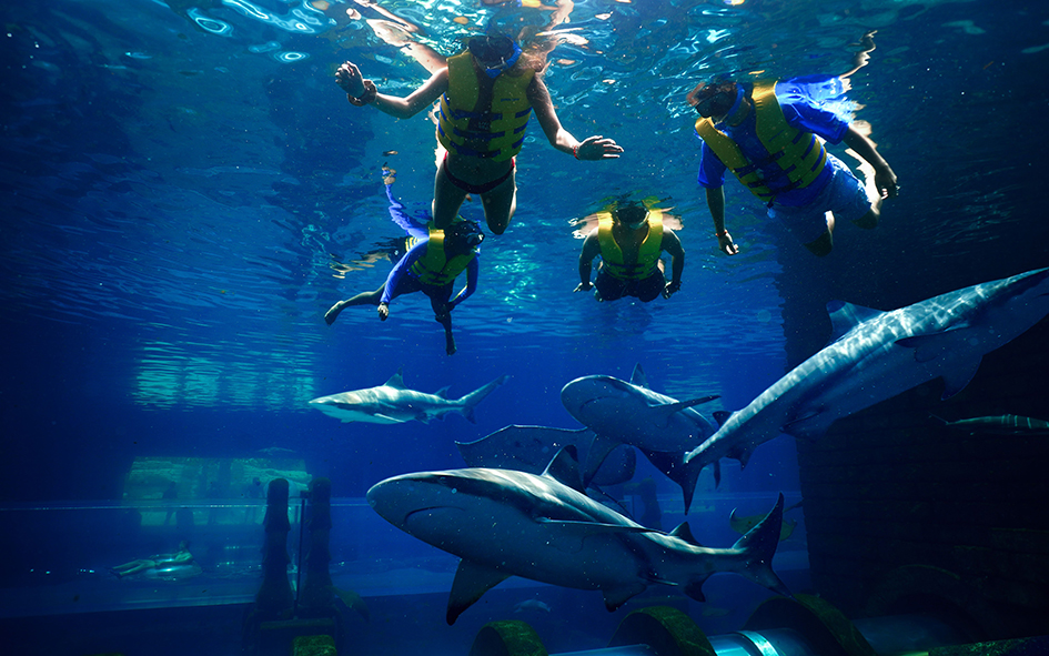 DIVE INTO A FIN-CREDIBLE FRENZY OF ACTIVITIES AT ATLANTIS THIS SHARK ...