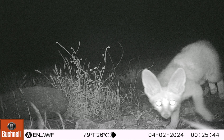 Caught on Camera.. Elusive Blanford’s Fox spotted in UAE’s Wadi Wurayah ...